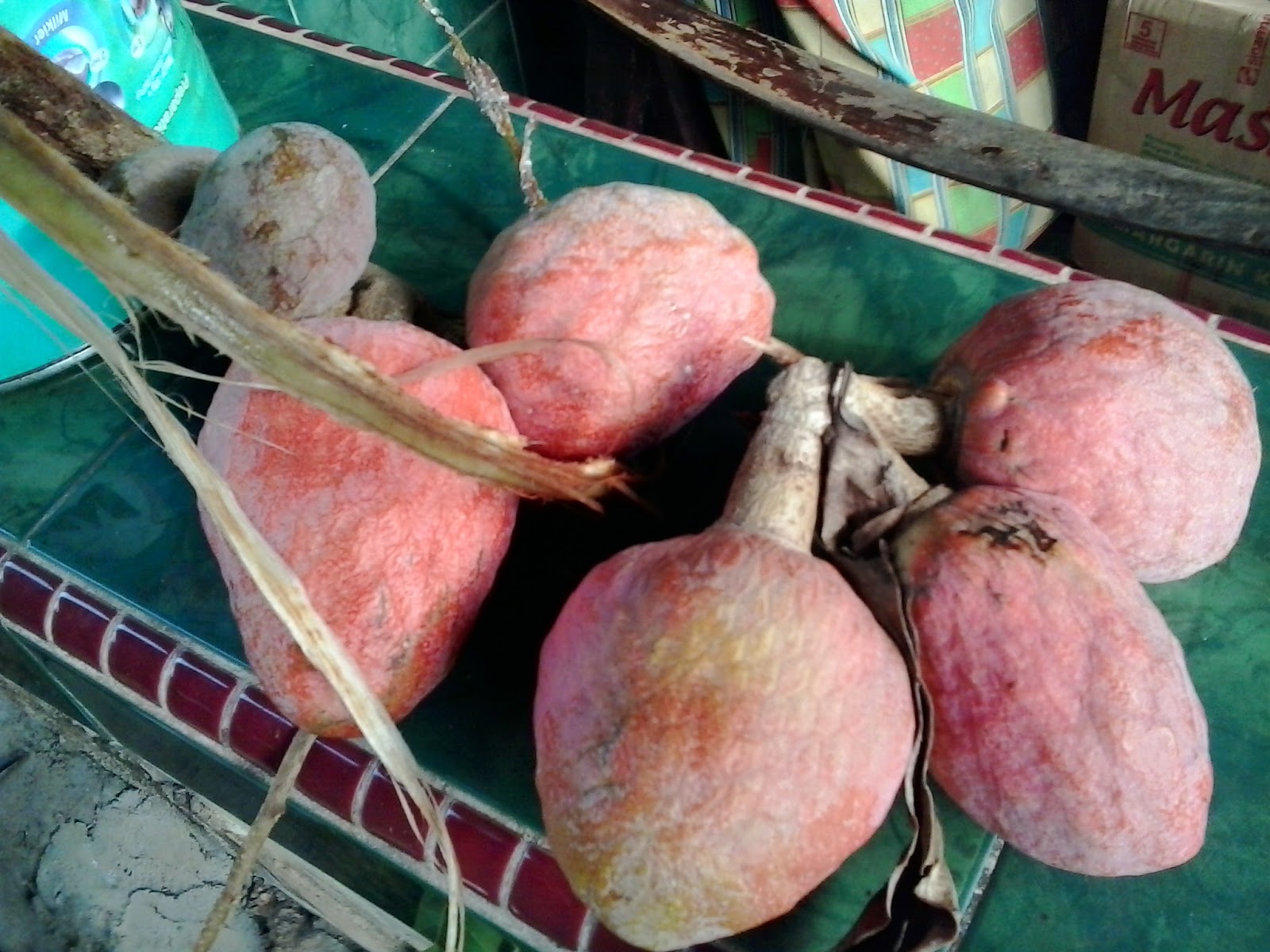 Hey: Memetik Buah Nona Merah Di Halaman Rumah