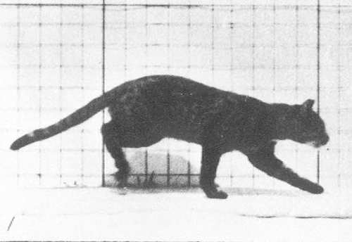 Amazing Eadweard Muybridge's Motion Photographs in the 19th Century ... Amazing Eadweard Muybridge's Motion Photographs in the 19th Century ...