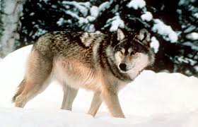 yellowstone national park animals