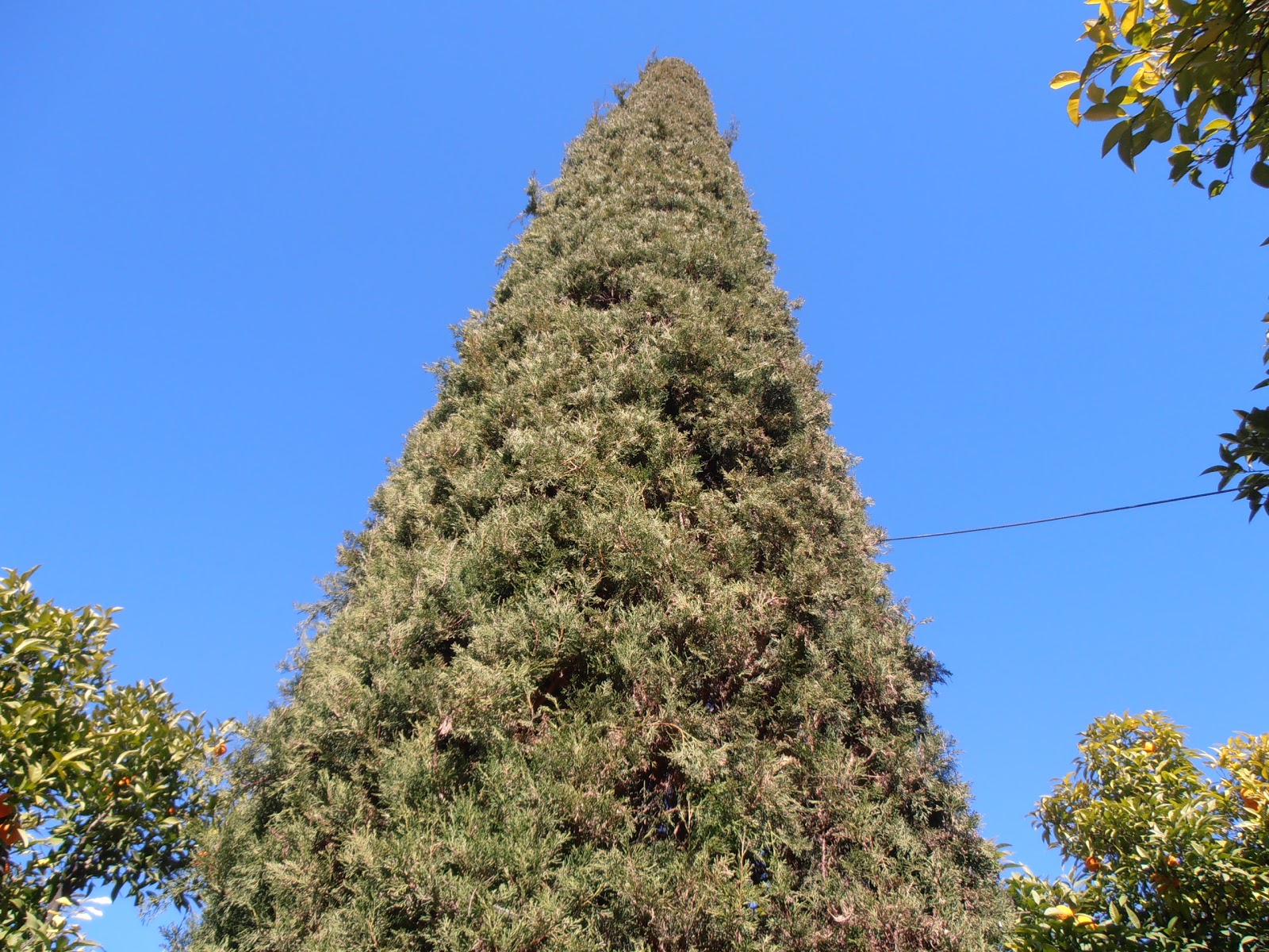 CIPRÉS: Cupressus sempervirens | Plantas rioMoros