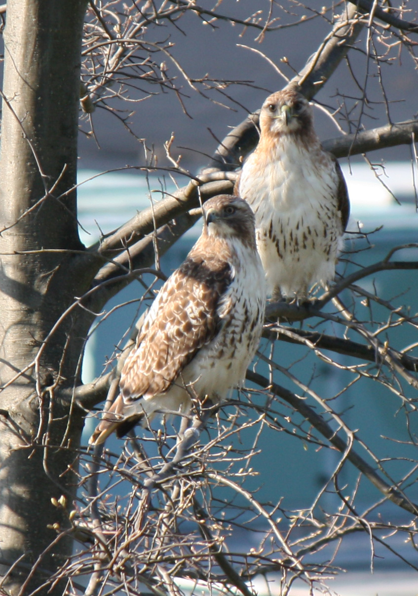 Birding West Campus: Turkeys, Hawks, and Eggs, Oh My!