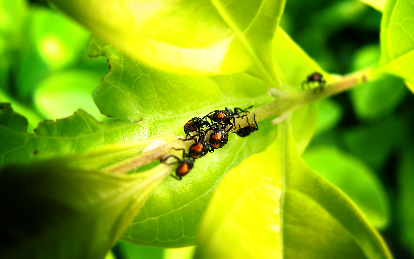 Beautiful Wallpaper: Insects hd wallpaper, high resolution wallpaper