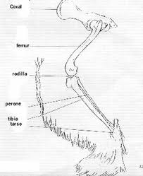 OSTEOLOGIA DEL CANINO: Miembro Posterior Hueso Coxal