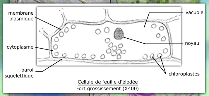 Nous aimons SVT!: Une cellule de feuille d'Elodée