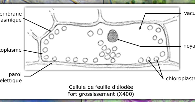 Nous aimons SVT!: Une cellule de feuille d'Elodée
