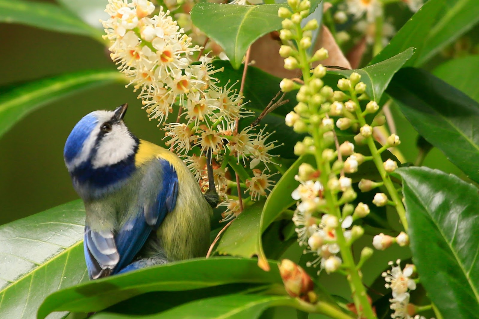 Chapim Azul | Jardim Gulbenkian