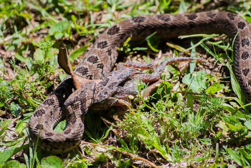 Andrew's Birding and Wildlife: Common Night Adder eats Toad