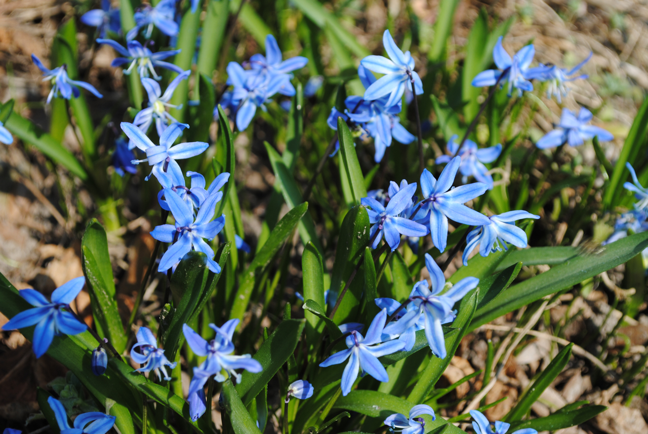 Ontario Gardeners' Anonymous