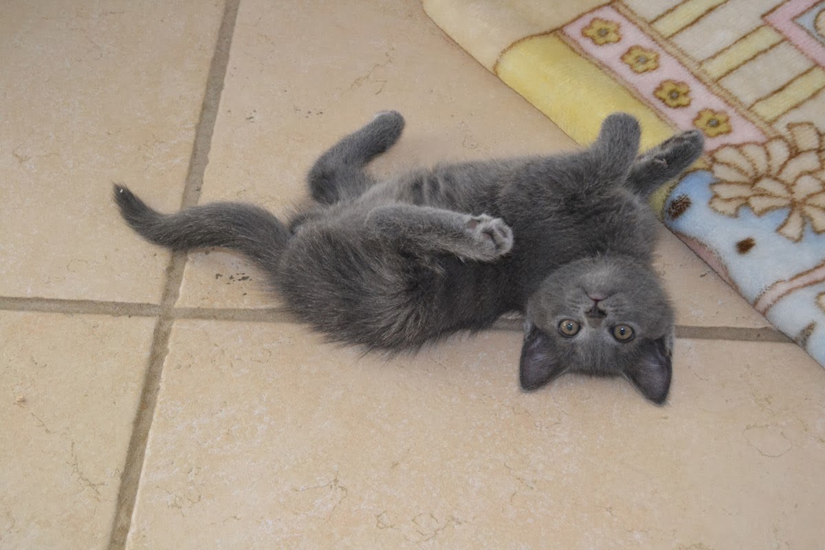 Chartreux Cat | Cute Cats