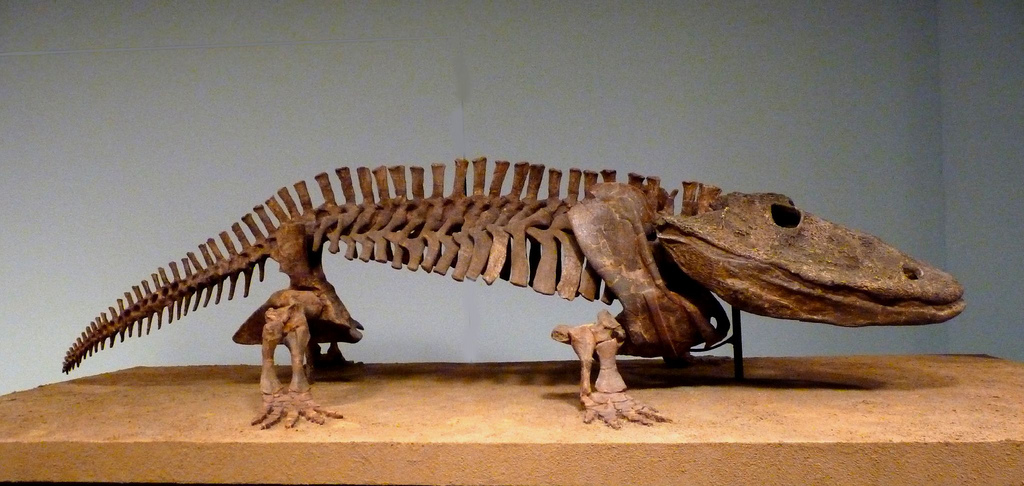 Blog de la Vida Prehistórica: Eryops