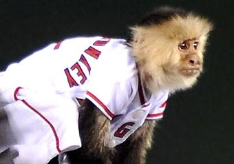 Bleeding Yankee Blue: WHY I REALLY DON'T LIKE THE RALLY MONKEY
