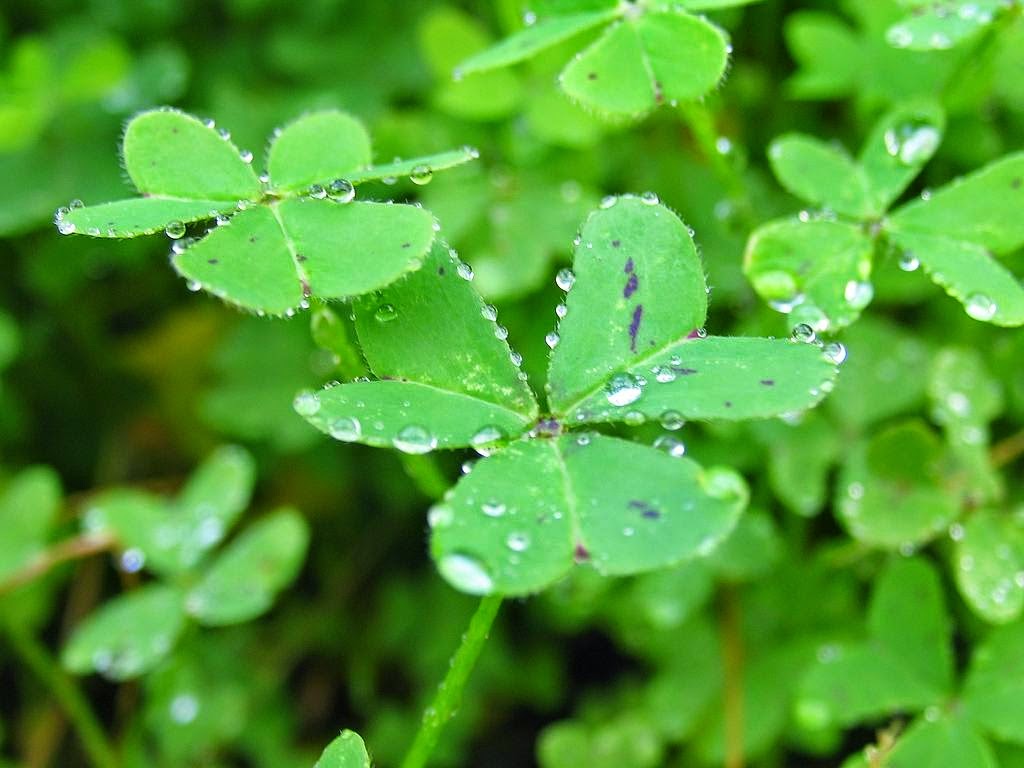 CỎ LINH LĂNG (Medicago sativa)