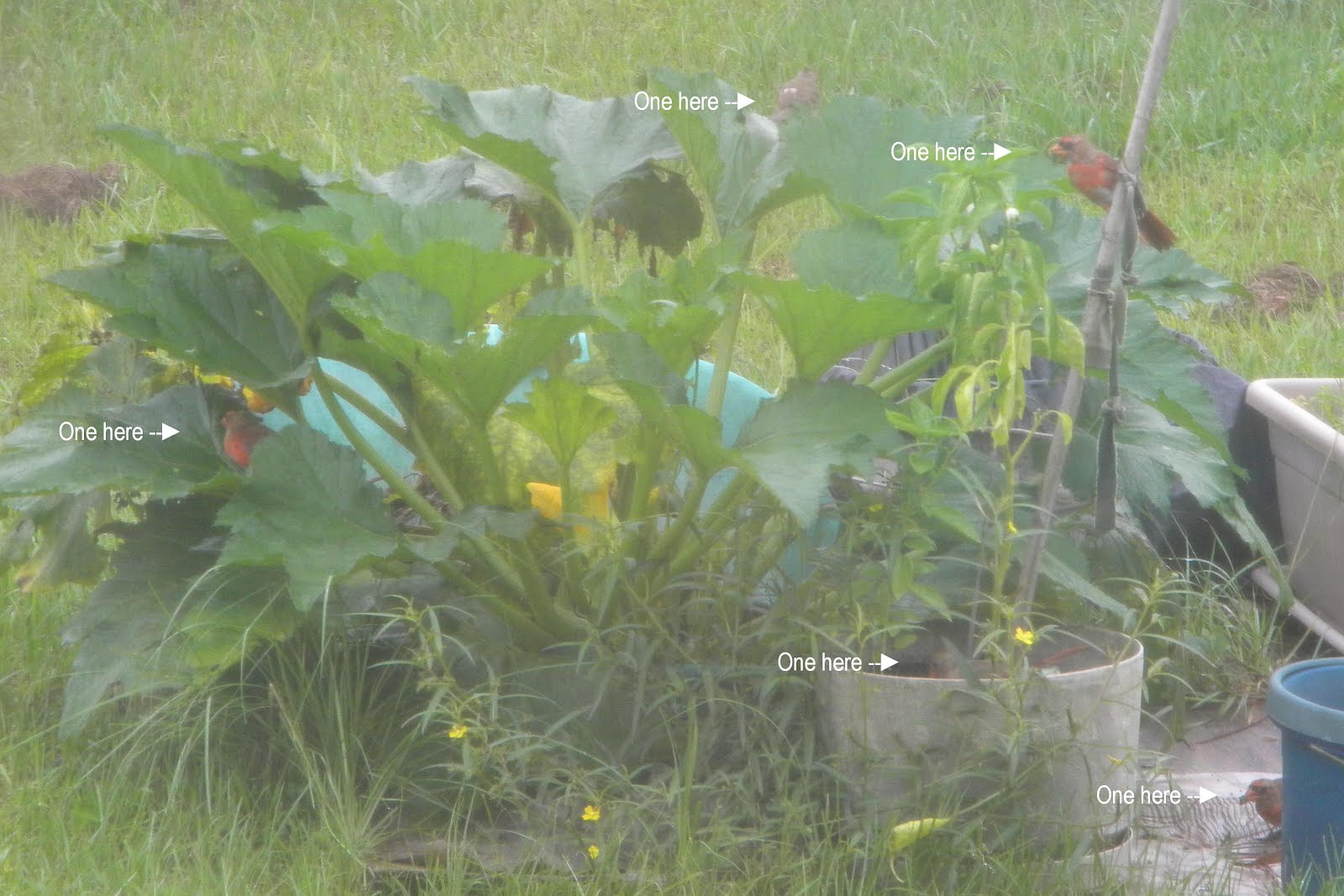 OsceolaFlGardenBlahBlahBlog