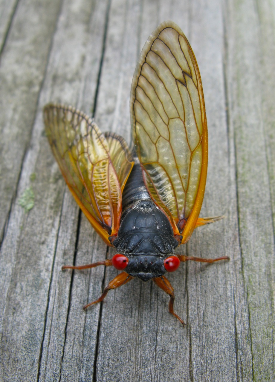 Neato Coolville: KINGDOM OF THE CICADAS