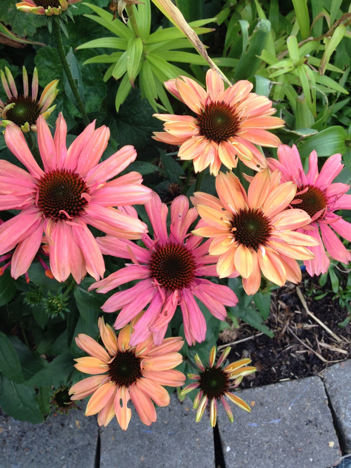 Blomstertøsens Have: En solhat og dens børn