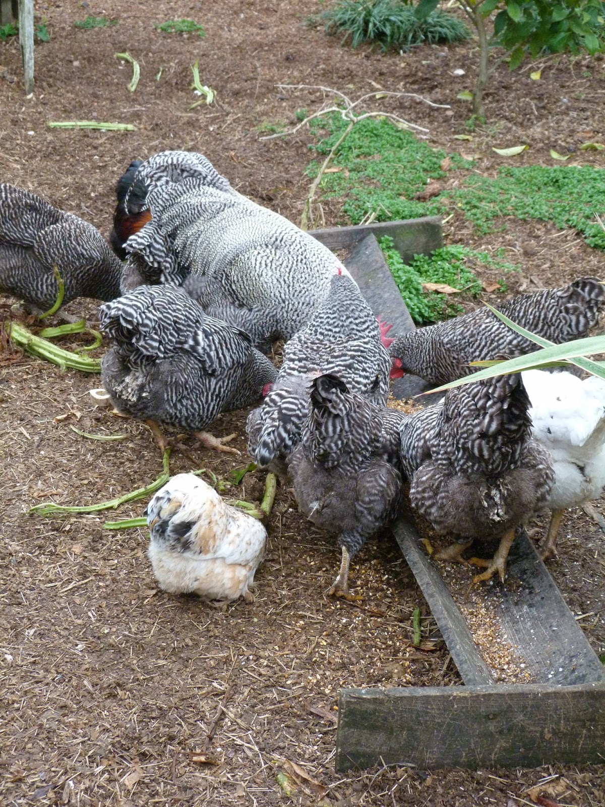 Woolshed 1: New Zealand farming. Poultry – Glossary of terms