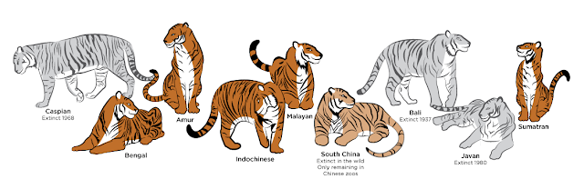 Abe's Animals: Tiger species