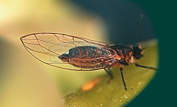 Agro Blog: Huanglongbing de los Cítricos “HLB” (Candidatus Liberibacter ...