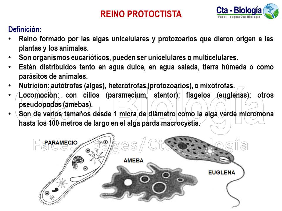 Biología didáctica: NSC 1° - Reino Protoctista