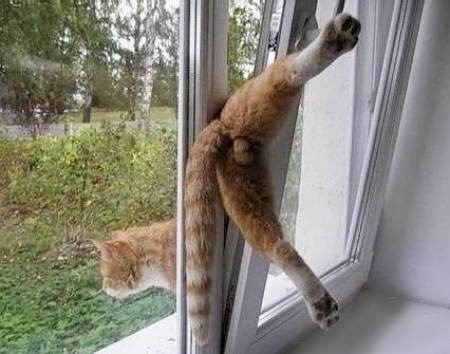 dGeneralist: Silent Wednesday 40 - Stuck Cats