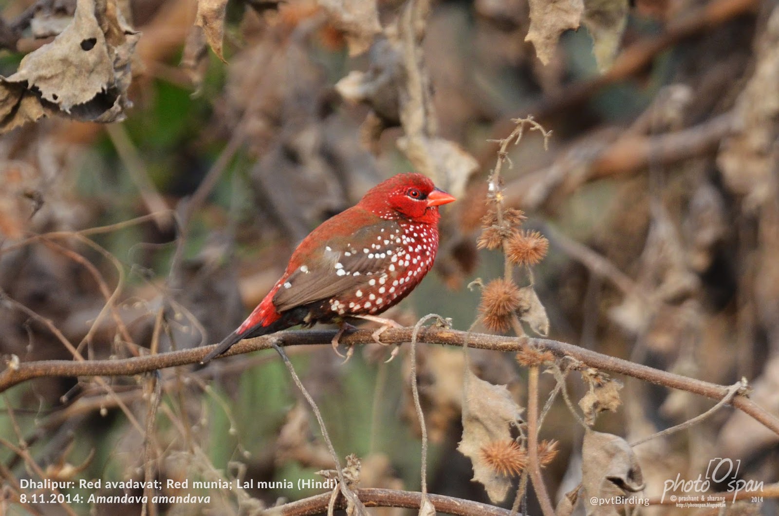 Red avadavat: Amandava amandava | Photo Span