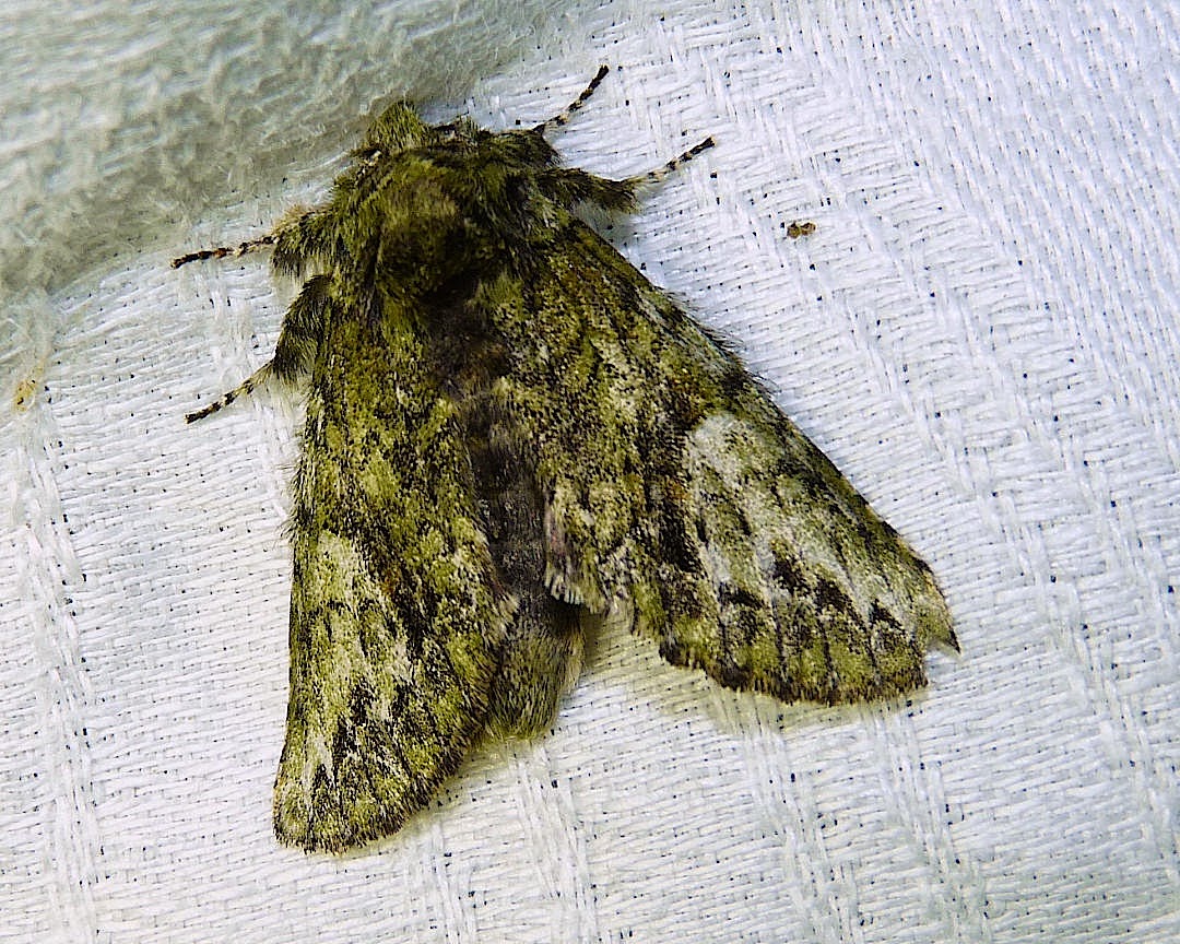 Field Biology in Southeastern Ohio: Prominent Moths of Ohio part 2