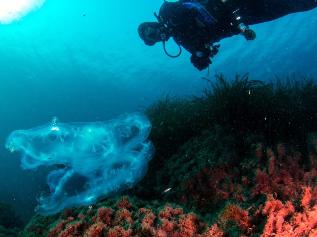Taxonomía Chordata: Clase Sarcopterygii y Thaliacea