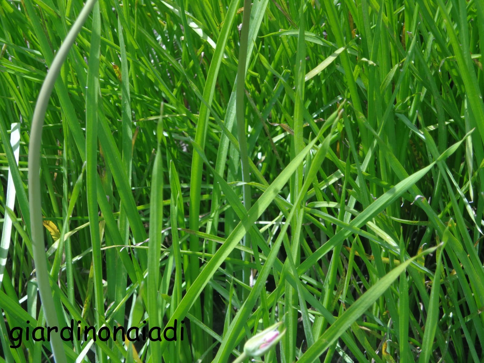 Il giardino delle Naiadi: BUTOMUS UMBELLATUS, GIUNCO IN FIORE TRA I CILIEGI