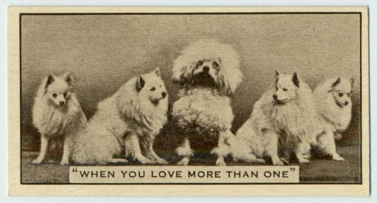 27 Cute and Silly Animal Cigarette Cards From the Early 20th Century ...