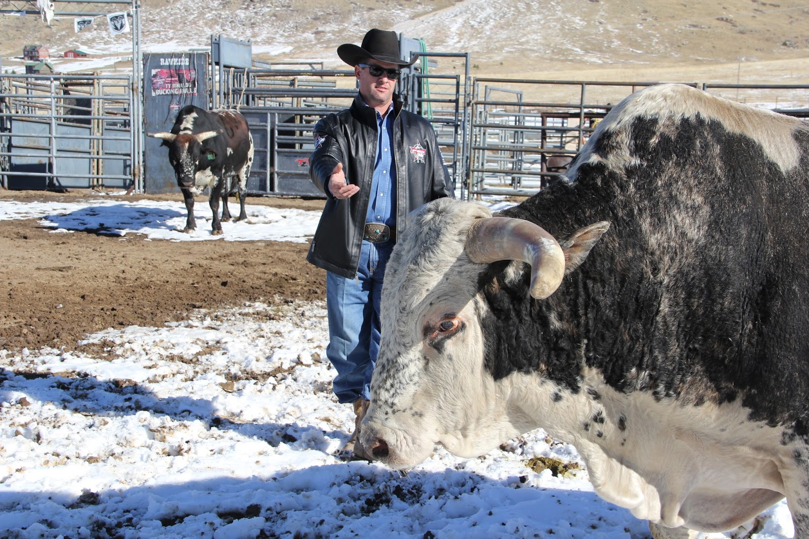 Restless native: Top bucking bulls baddest in the business; carrying on ...