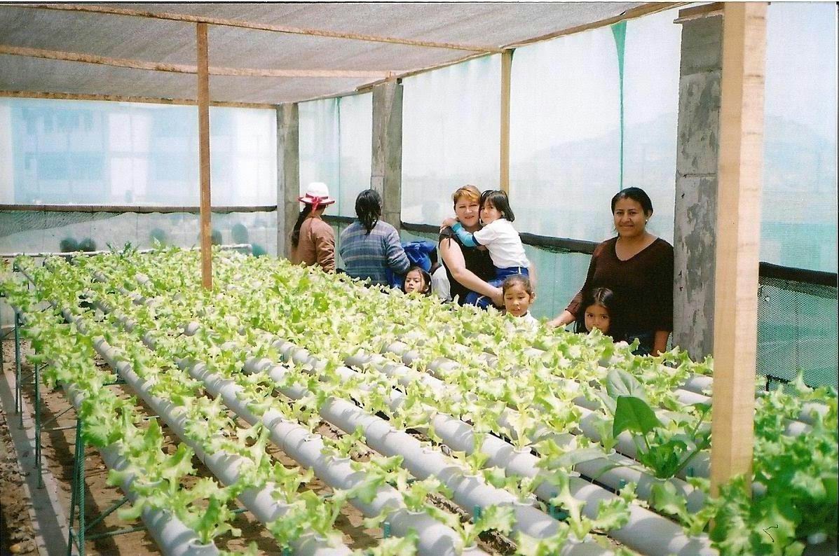 BIOHUERTO HIDROPÓNICO: fotos