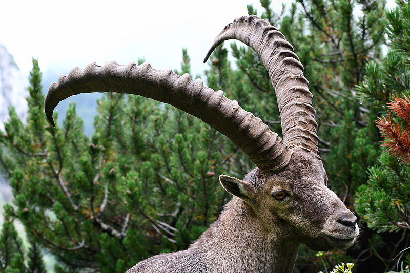 Animales en el Planeta: El íbice o cabra salvaje de los Alpes (Capra ibex)
