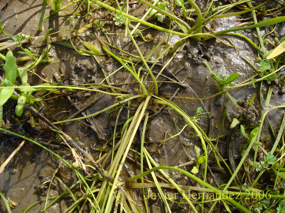 Florula gaditana: Isoetes velatum subsp. velatum