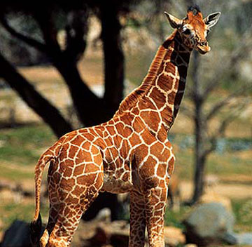 Imágenes del mundo animal: Jirafa