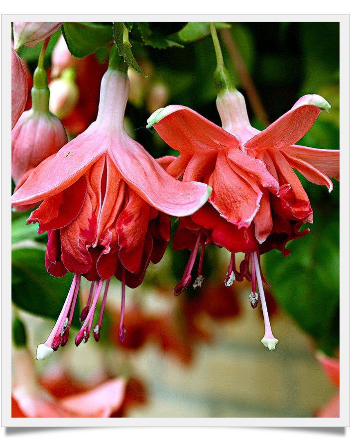 tra orto e giardino: Le Fuchsie, le Specie, Parte seconda