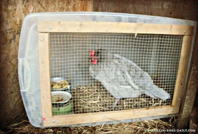 How to Assemble a Chicken First Aid Kit - Fresh Eggs Daily® with Lisa ...