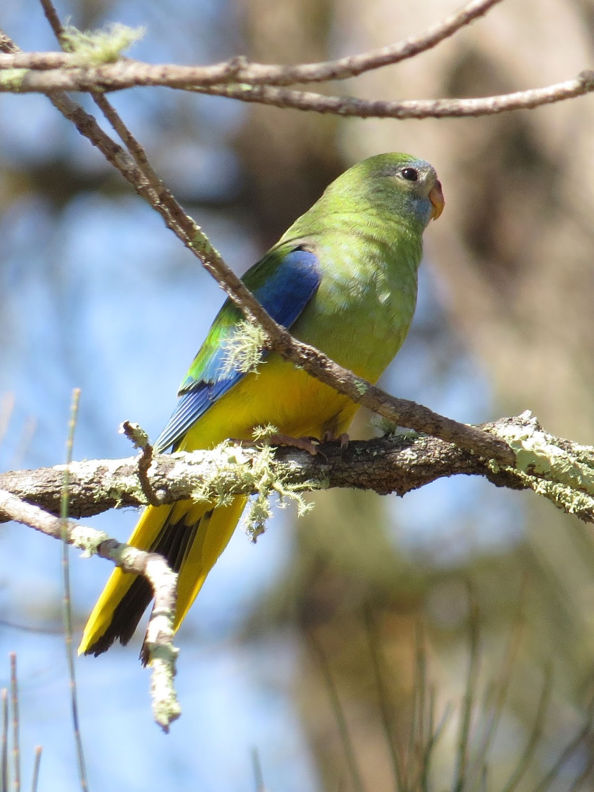 Traprock Birding: January 2017