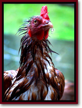 Rain, Rain, don't go away