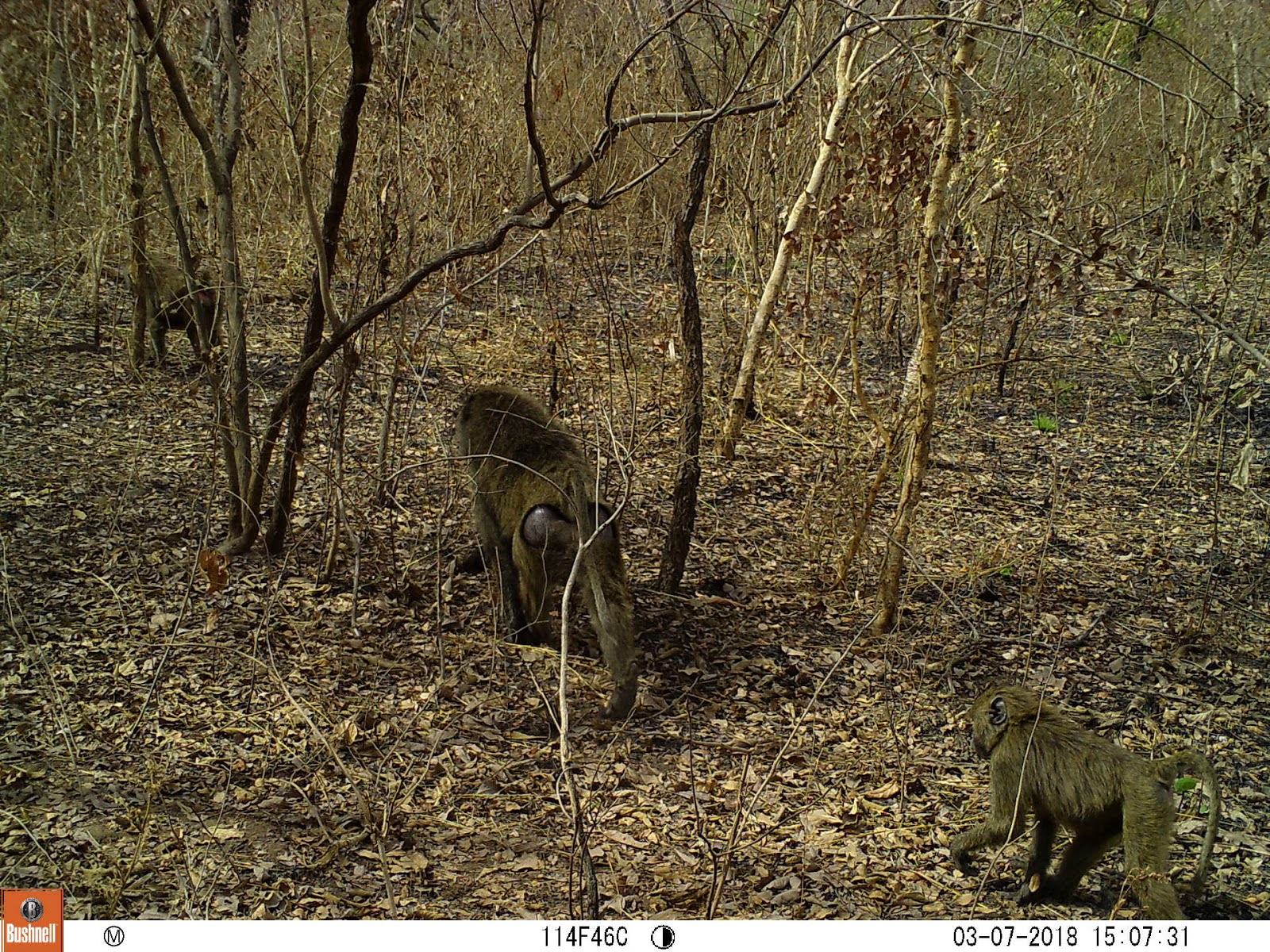 Actualités du PARC NATIONAL DE LA BENOUE