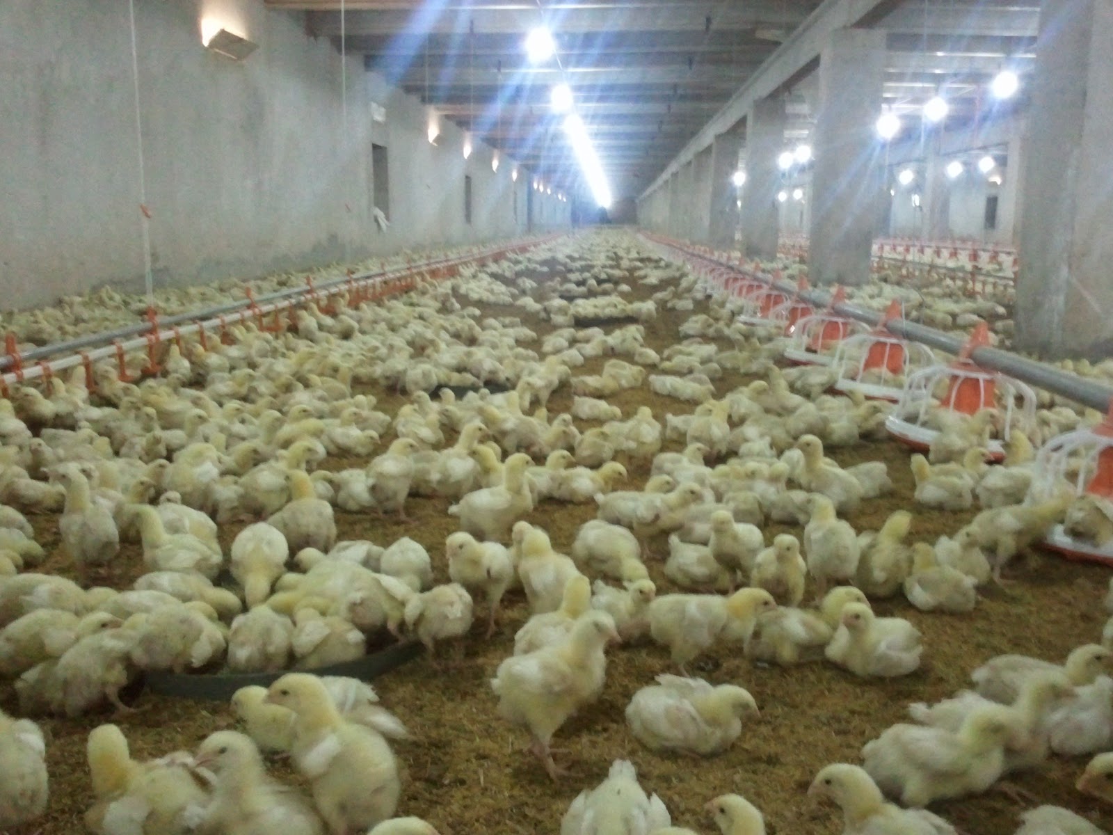 AgriHunt: 10 day old chicks at our farm