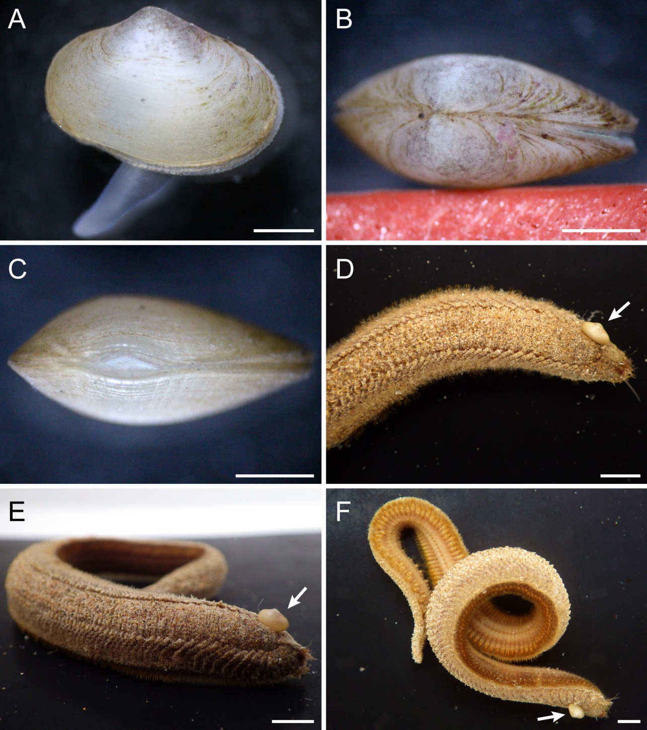 Species New to Science: [Mollusca • 2019] Worm-riding Clam: Montacutona ...