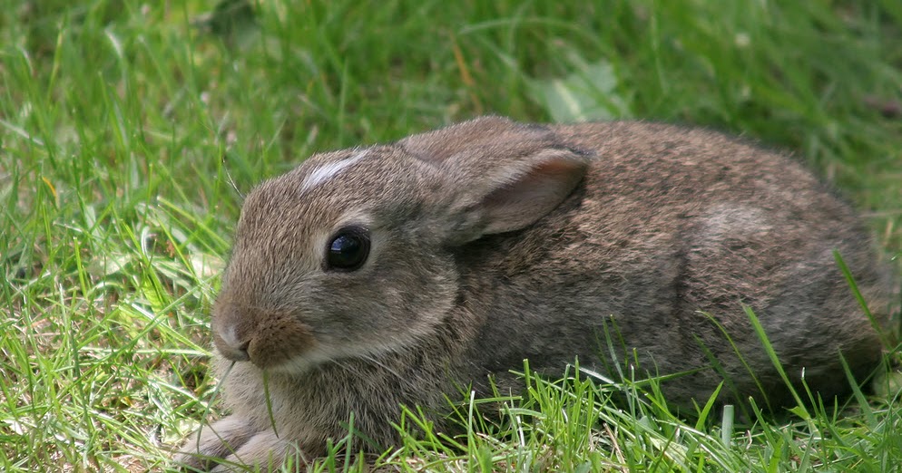 Top 10 shortest living animals in the world - knowledge centre