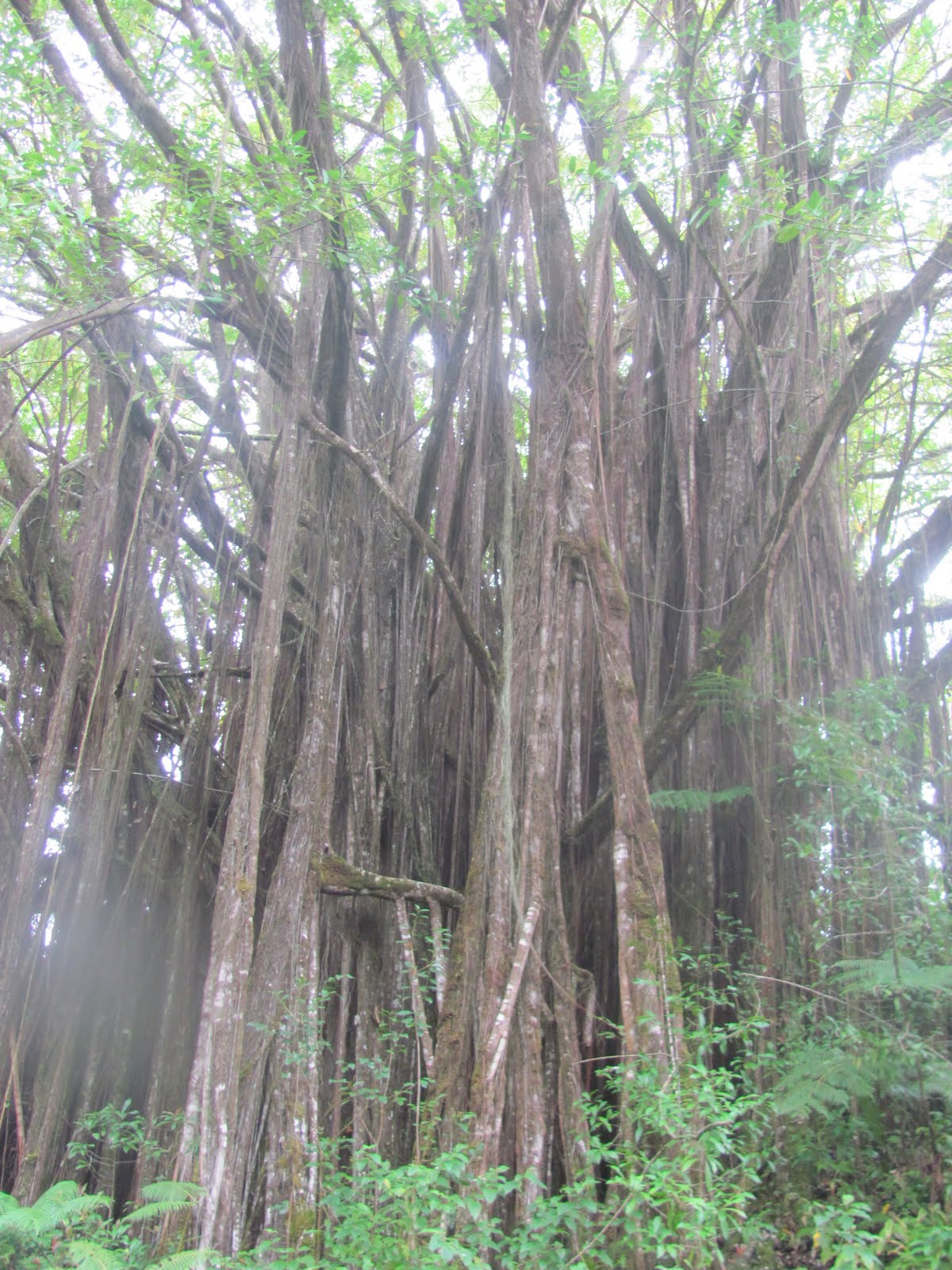 1000 Hikes in 1000 Days: AKAKA FALLS
