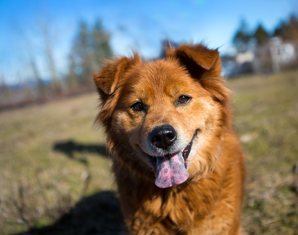 Shelter Dogs of Portland: "RUBY RED" the Greatest Chow Chow mix!