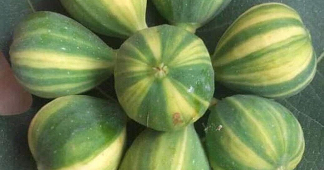 Rigato Popone Fig - Var Tin