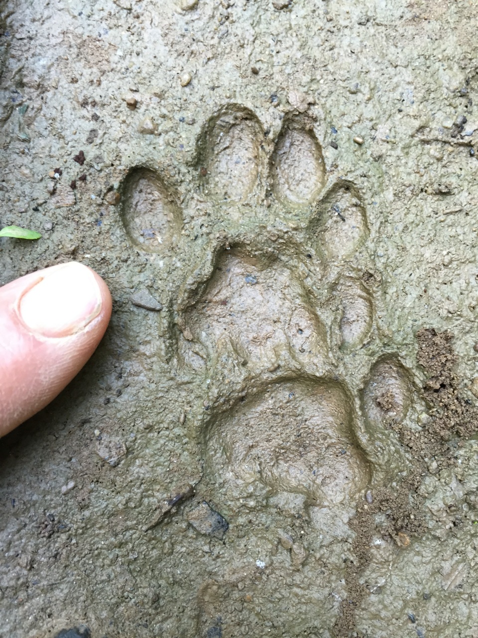 Julie Zickefoose on Blogspot: About That Baby Bobcat