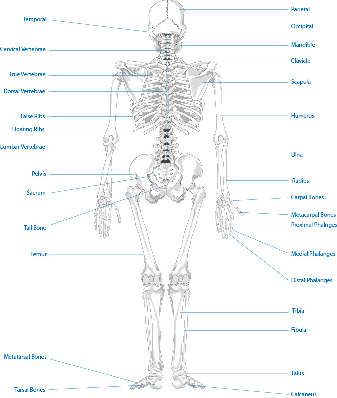 el moderno prometeo: Locomotor System: Skeleton