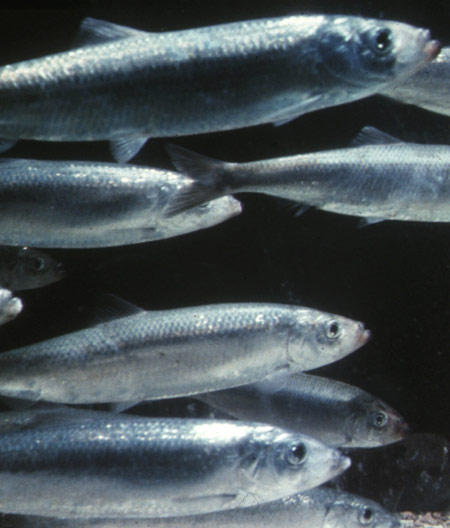 Descrizione: Aringa • Scuolissima.com