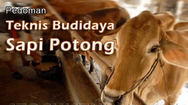 Teknik Budidaya Sapi Potong ~ TOKO NATURAL NUSANTARA