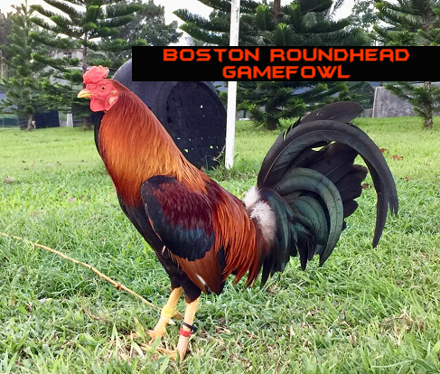 Boston Rounhead Gamefowl - World Of Gamefowl